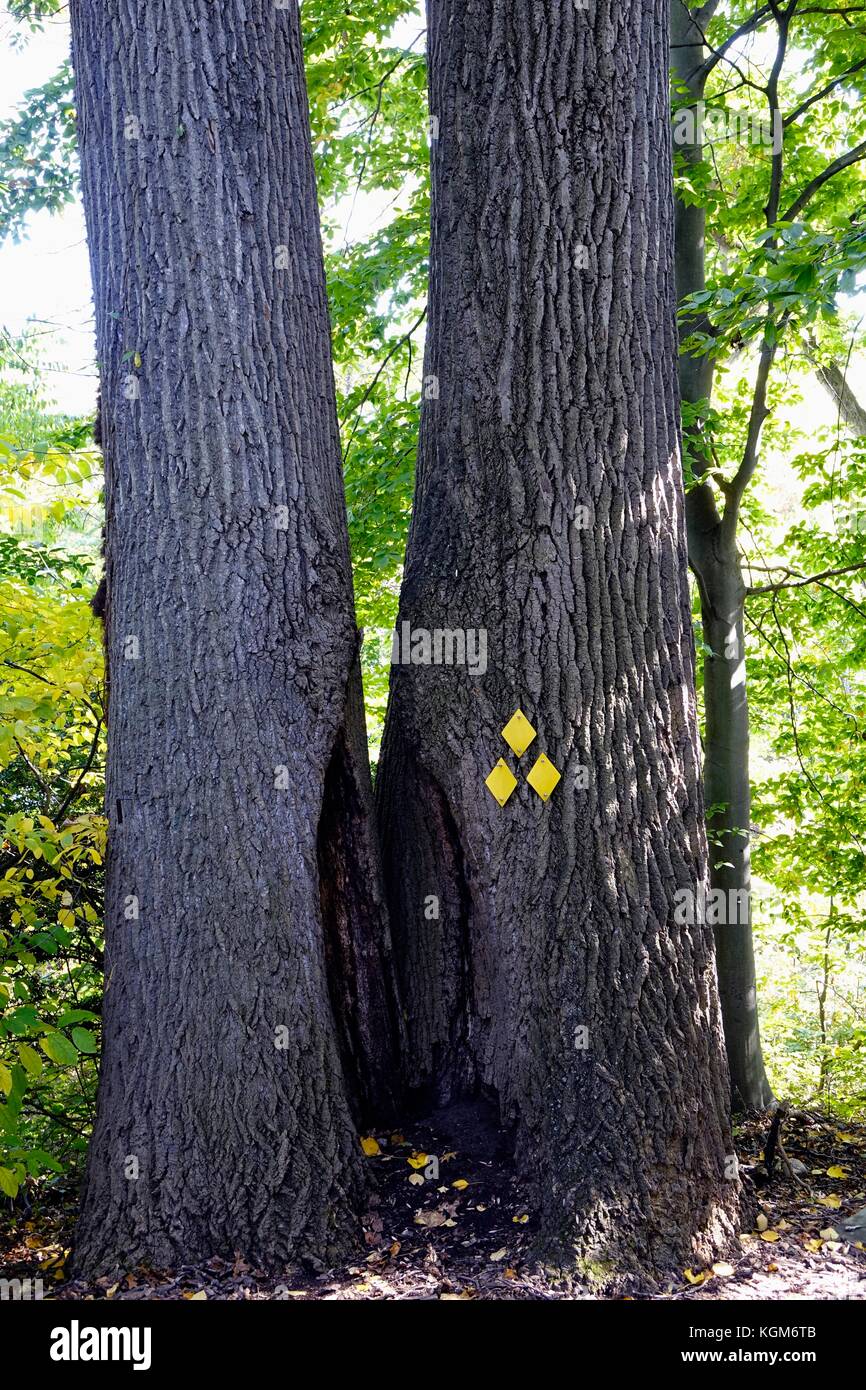 Trail marker in a New Jersey woodland. The triple blaze marks the ...