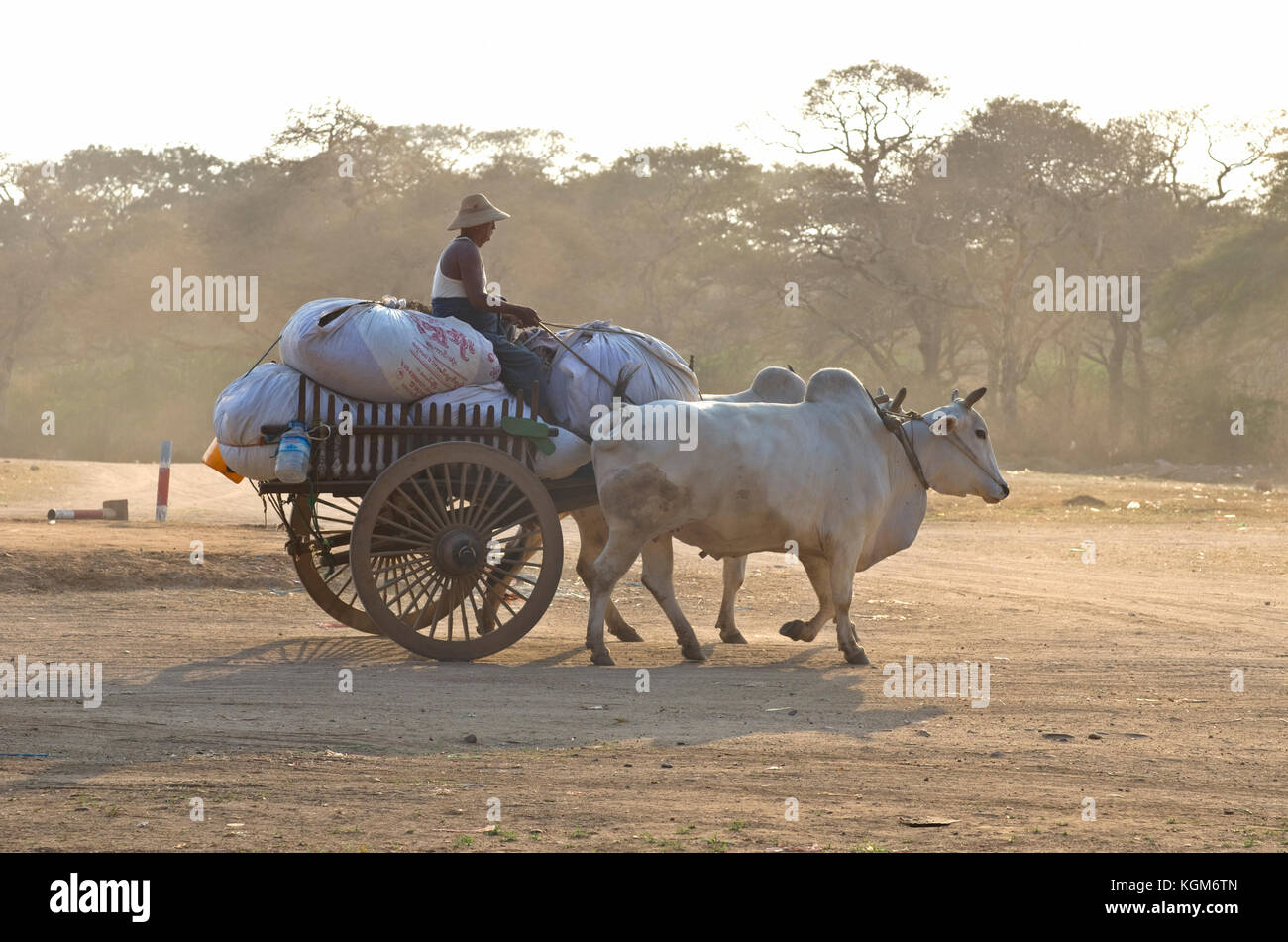 A farmer is driving on a bullock cart through the archaeological site ...