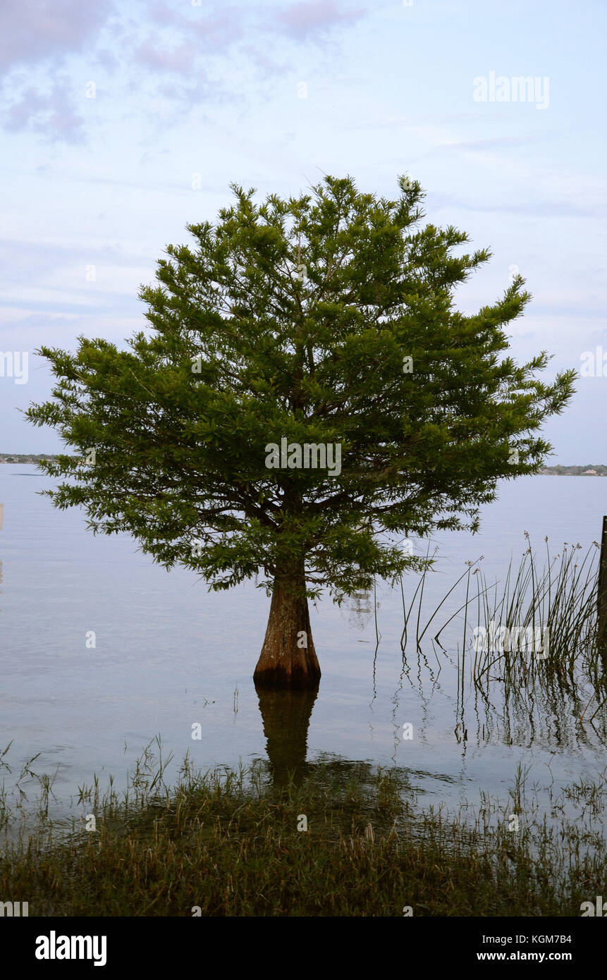 Cypress tree growing in Lake Conway Stock Photo - Alamy