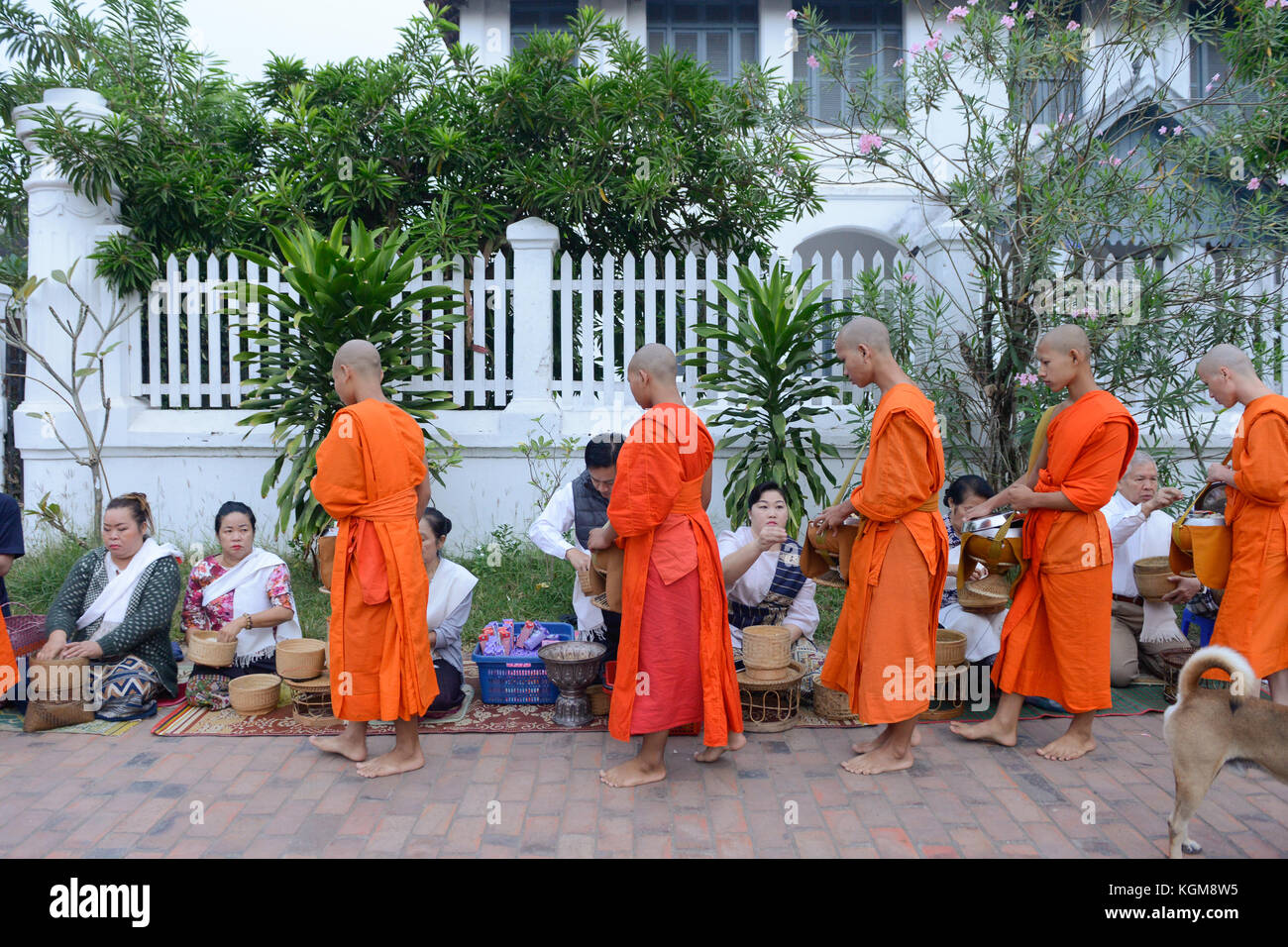 Monks going on alms round along the street in the morning of Luang ...