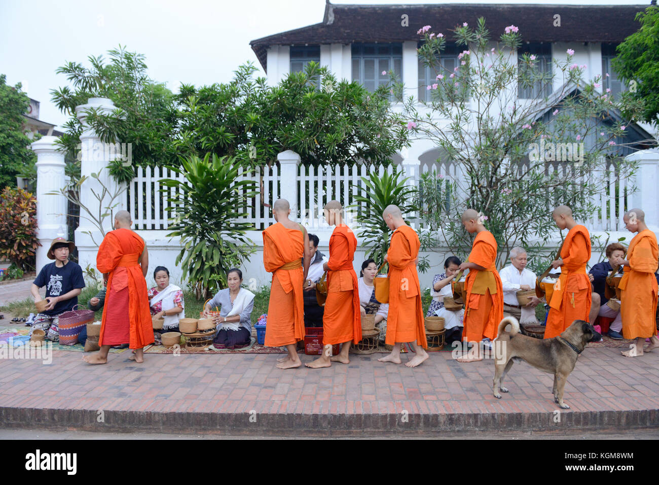 Monks going on alms round along the street in the morning of Luang ...