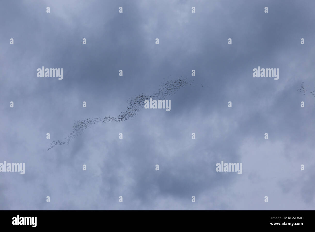 Flock of birds making a beautiful, sinuous shape in the sky Stock Photo ...
