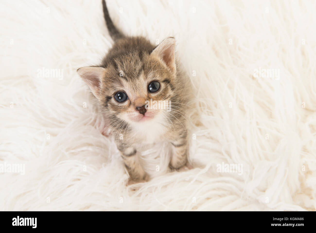Adorable three weeks old tabby baby cat looking up sitting on a white ...