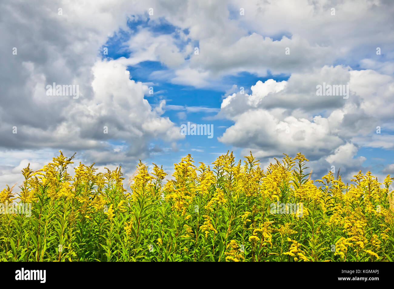 Goldenrod Field