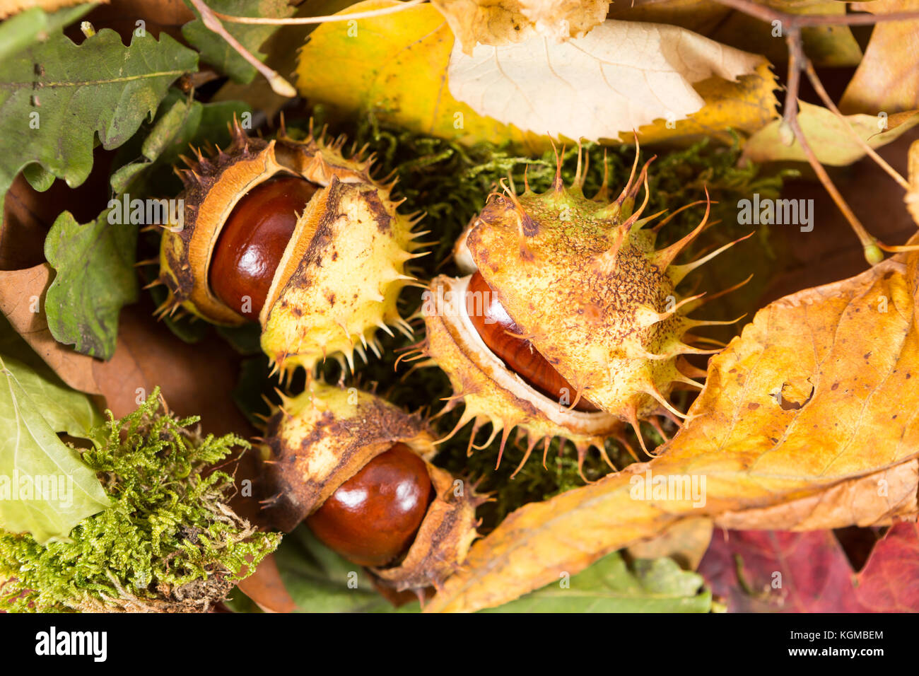 Horse chestnuts in shell on natural autumn environment as fall colors ...