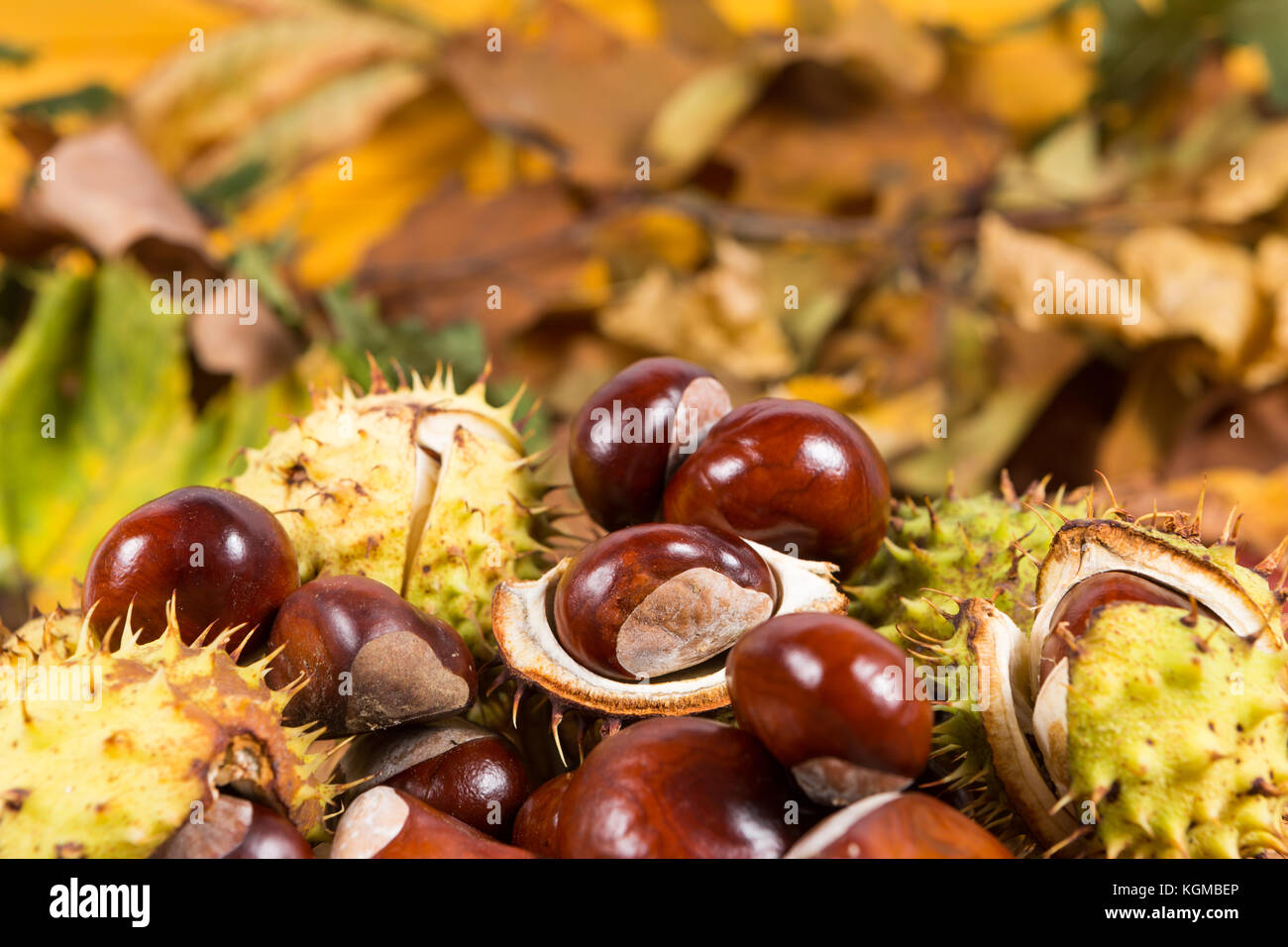 Bunch or pile of horse chestnuts or aesculus castánea on colorful ...