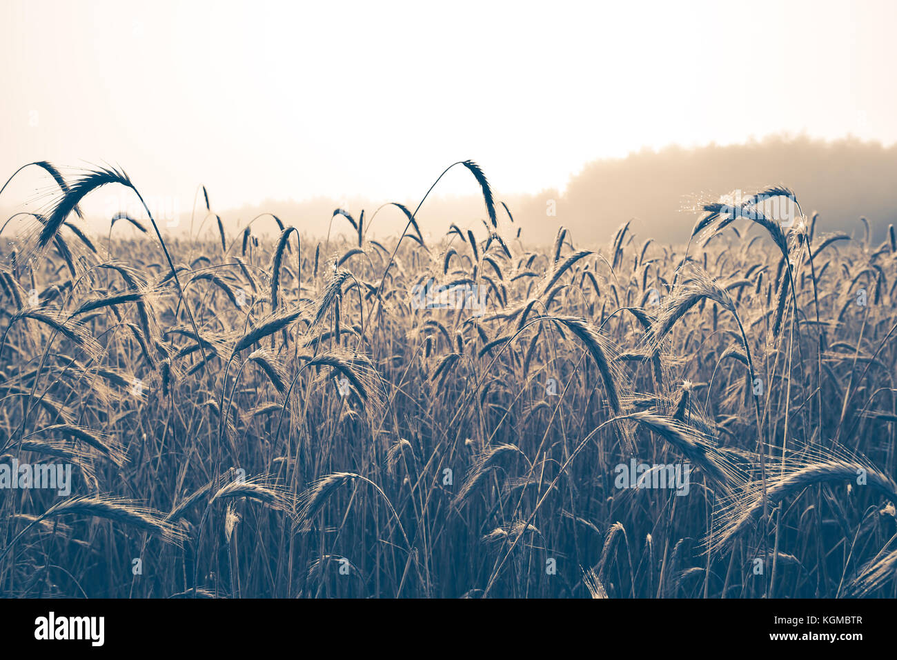 Close-up view of blades of wheat with blurred field in background Stock ...