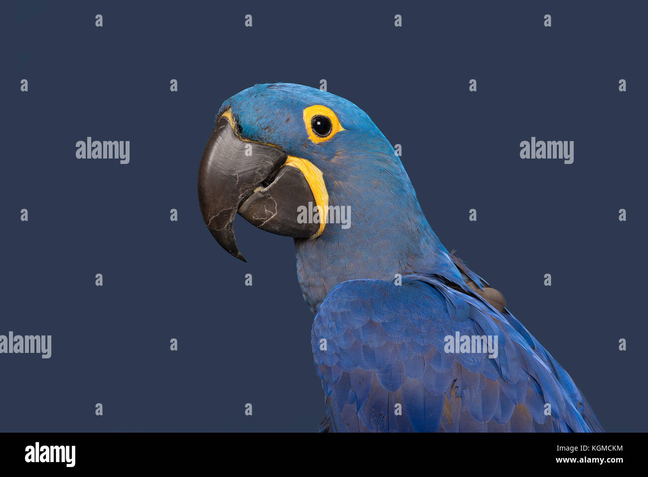 Hyacinth ara portrait on a blue background Stock Photo - Alamy
