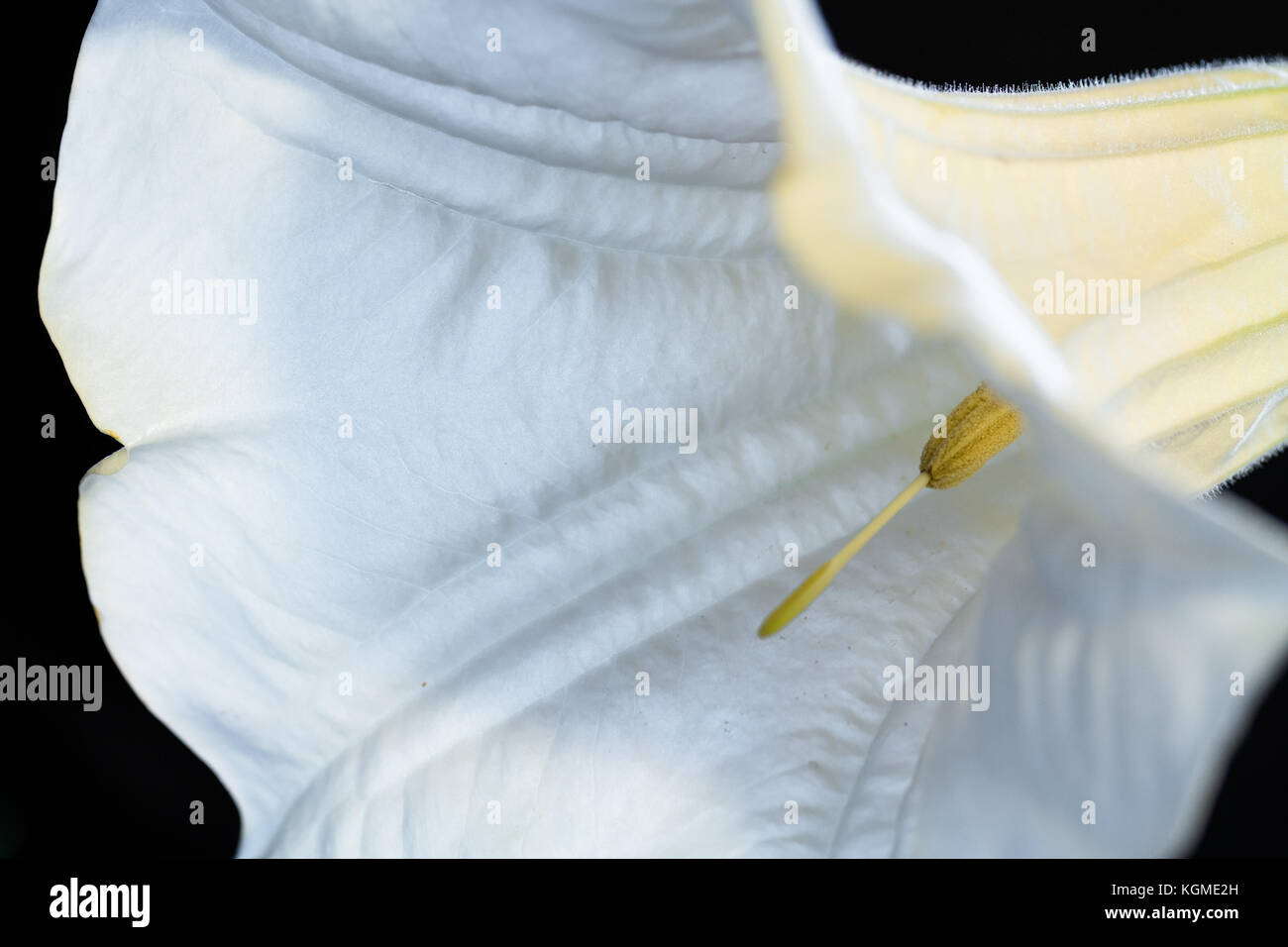 a color photographed in a room environment with ambient light with a ...