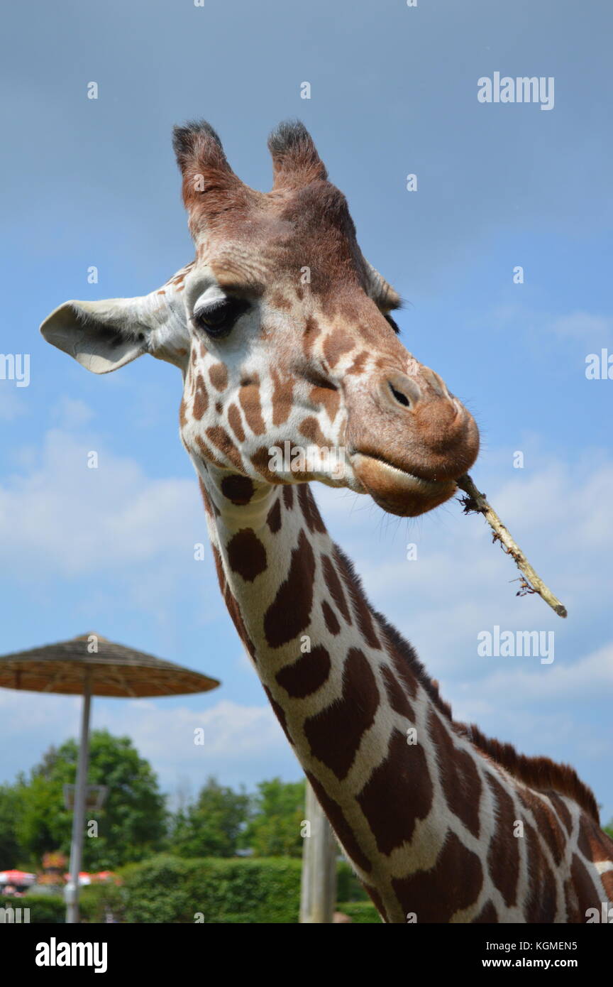 Cute giraffe hi-res stock photography and images - Alamy