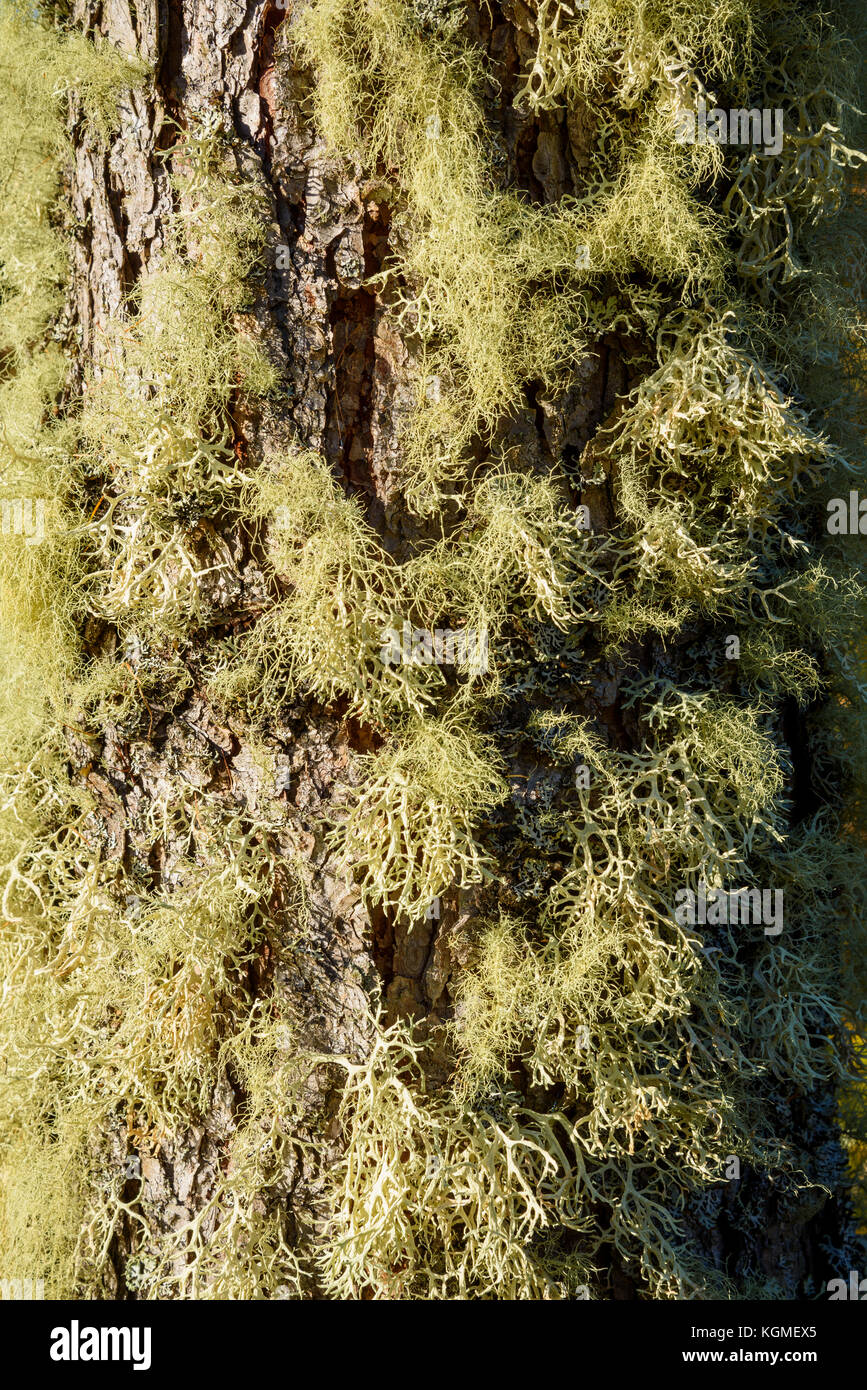 Lichen in tree trunk hi-res stock photography and images - Alamy