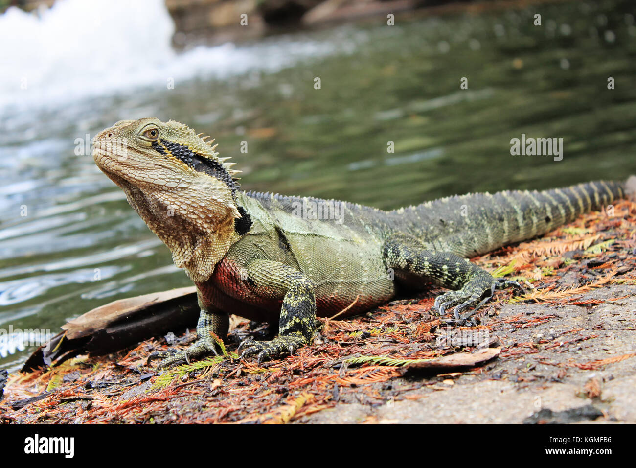 Eastern Water Dragon, Physignathus lesueurii (Agamidae). Brisbane ...