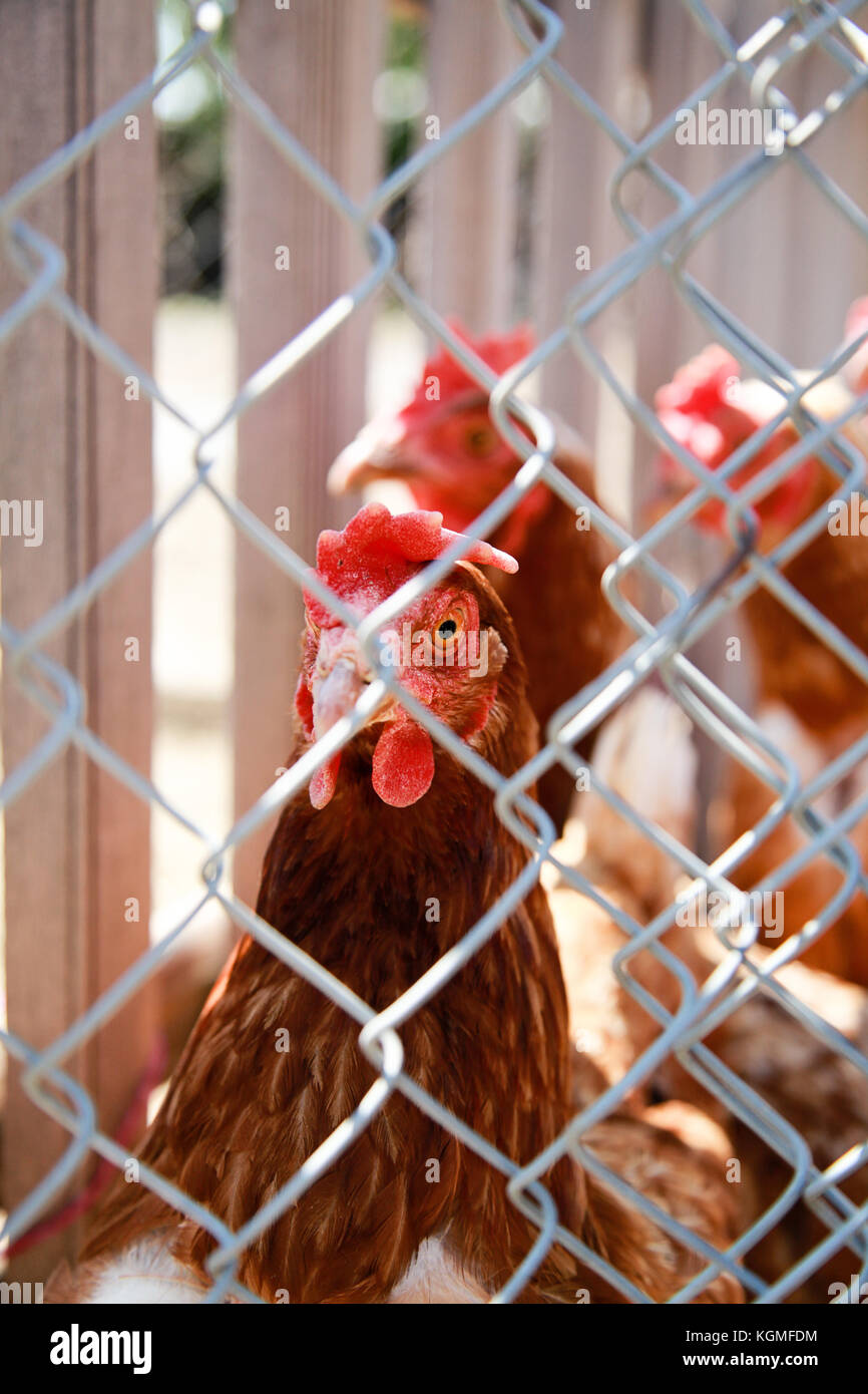 hens behind the fence, sunny day, outdoor Stock Photo - Alamy