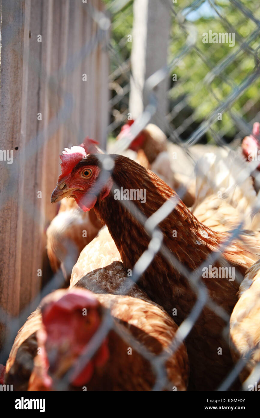 hens behind the fence, sunny day, outdoor Stock Photo - Alamy