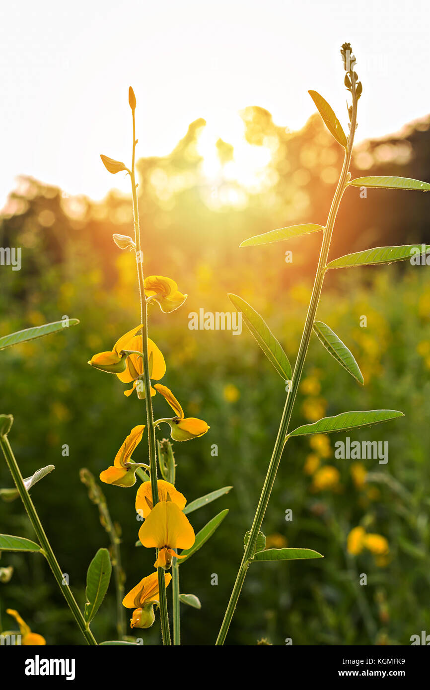 Sunn hemp (Crotalaria juncea) in sunny day Stock Photo - Alamy