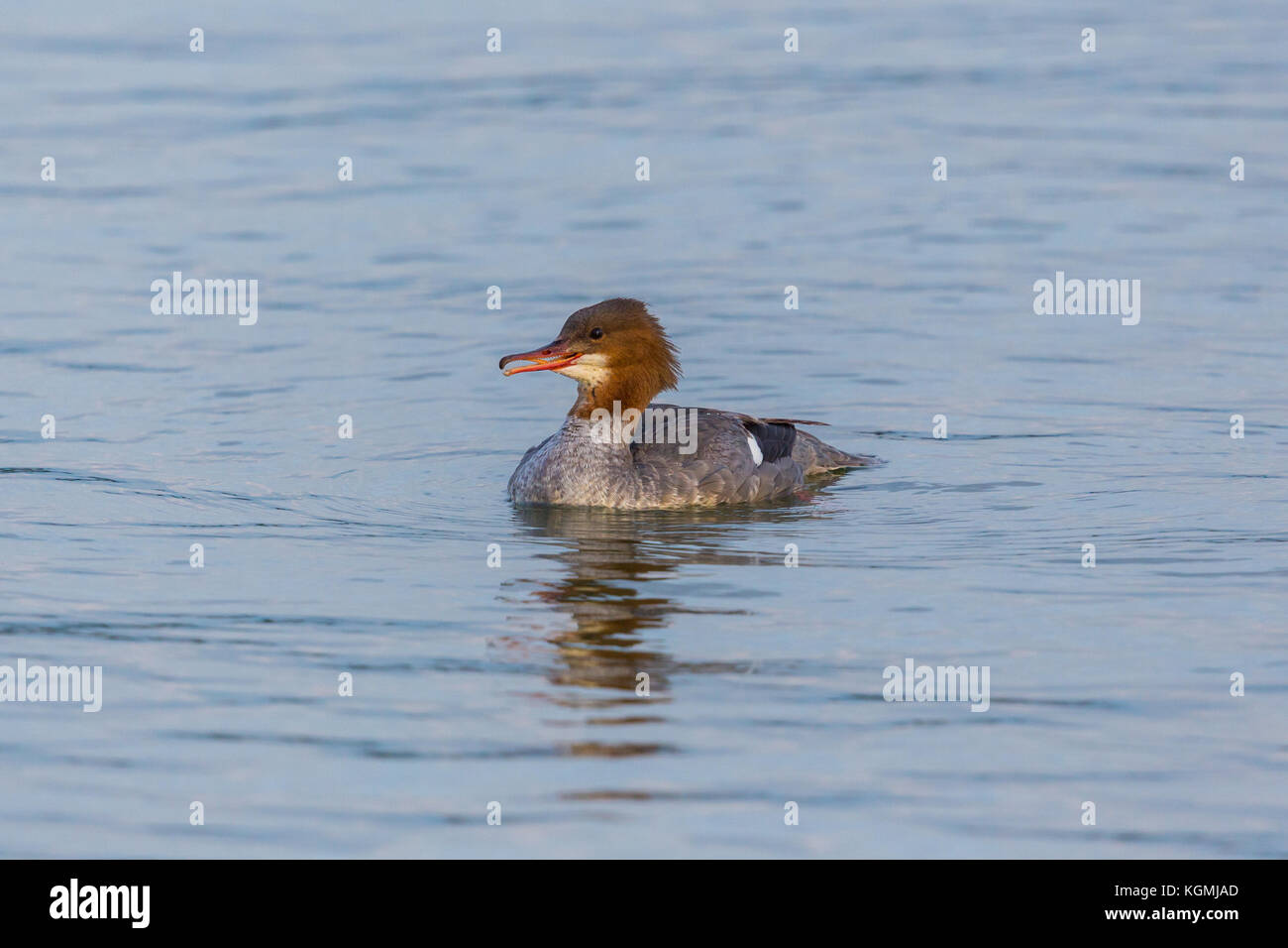 one natural female common merganser (mergus merganser) bird swimming ...