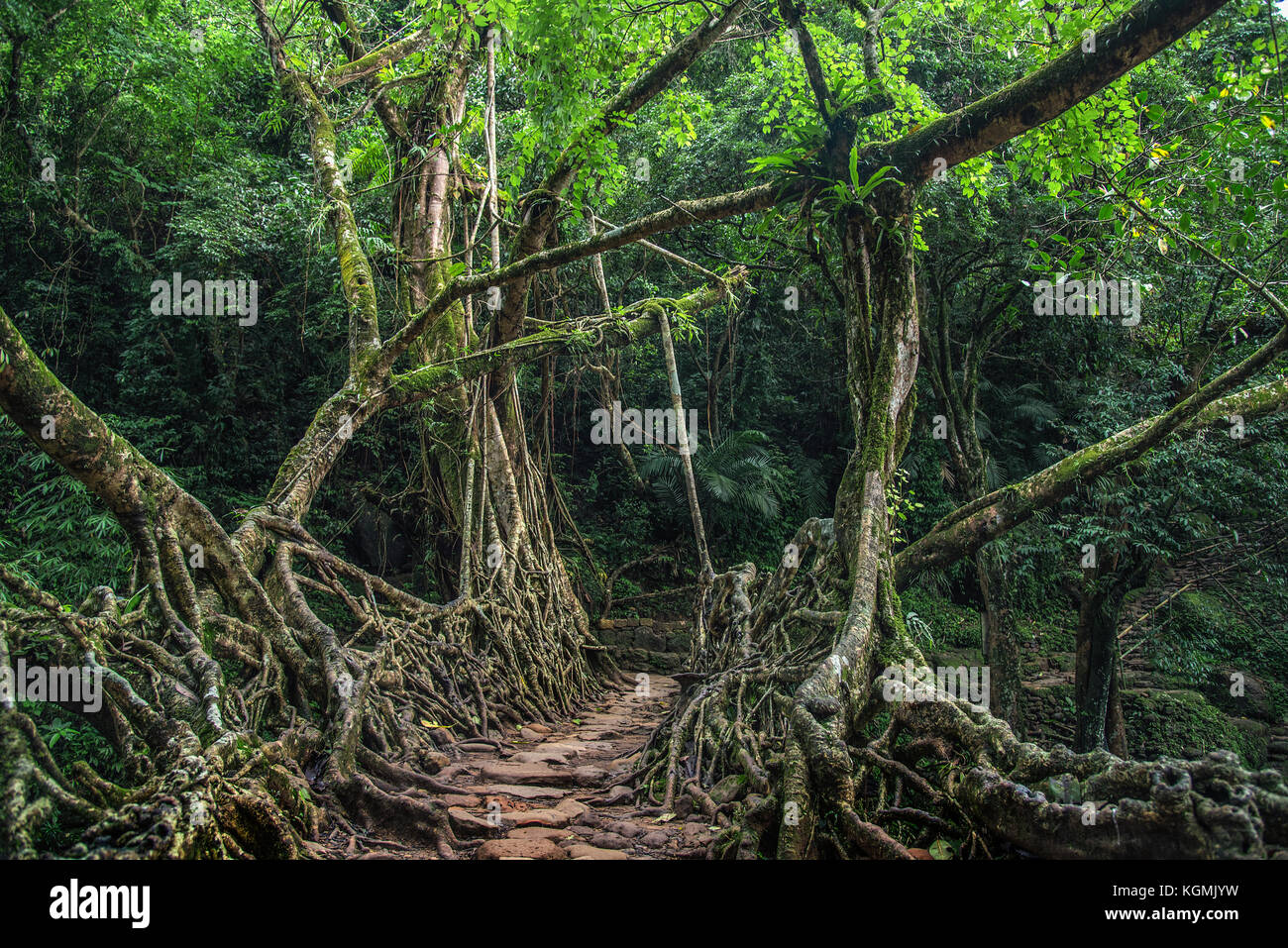 The Root Bridge Stock Photo - Alamy