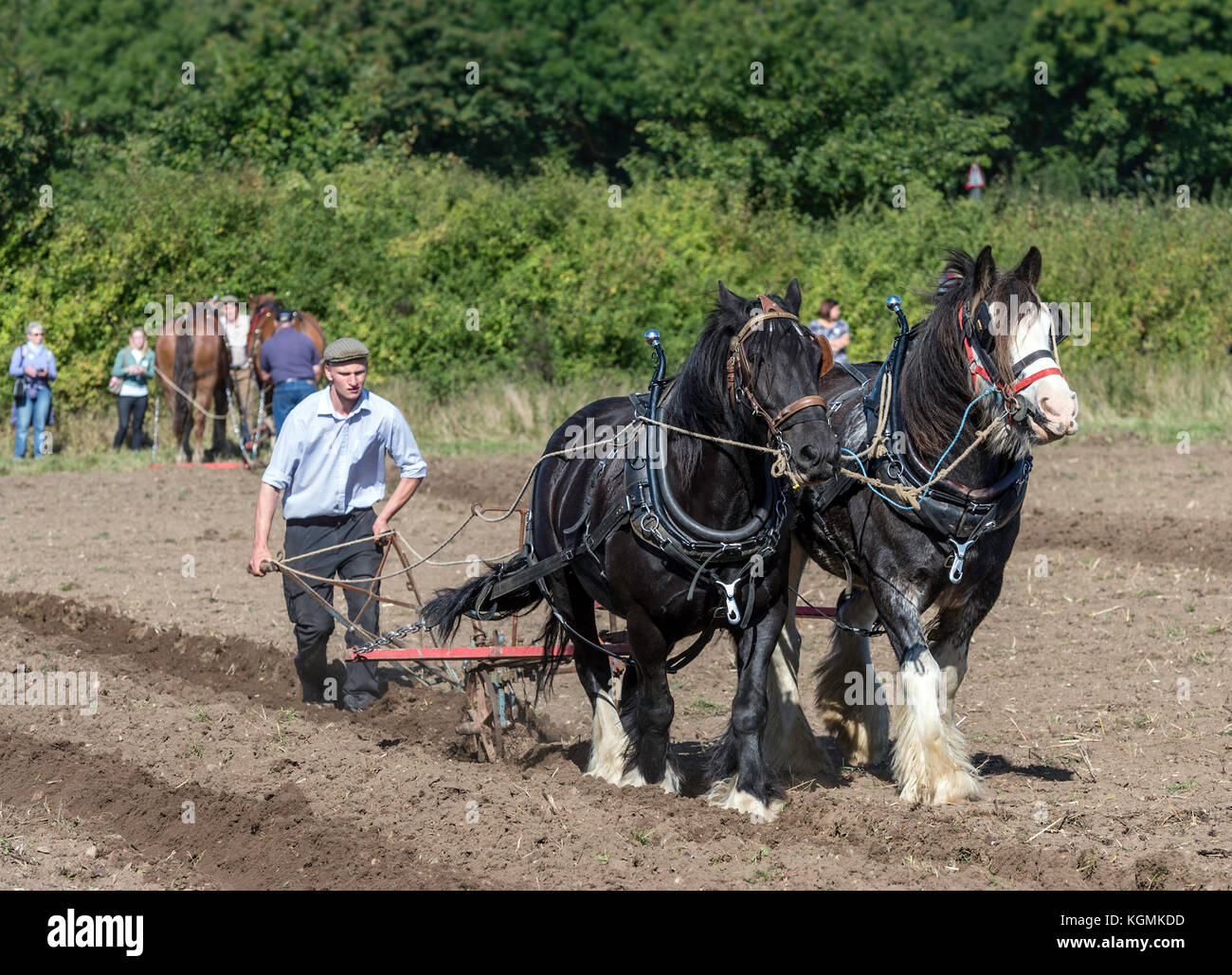 Two Heavy Horse Rare Breeds on a working display at Gressenhall Farm ...