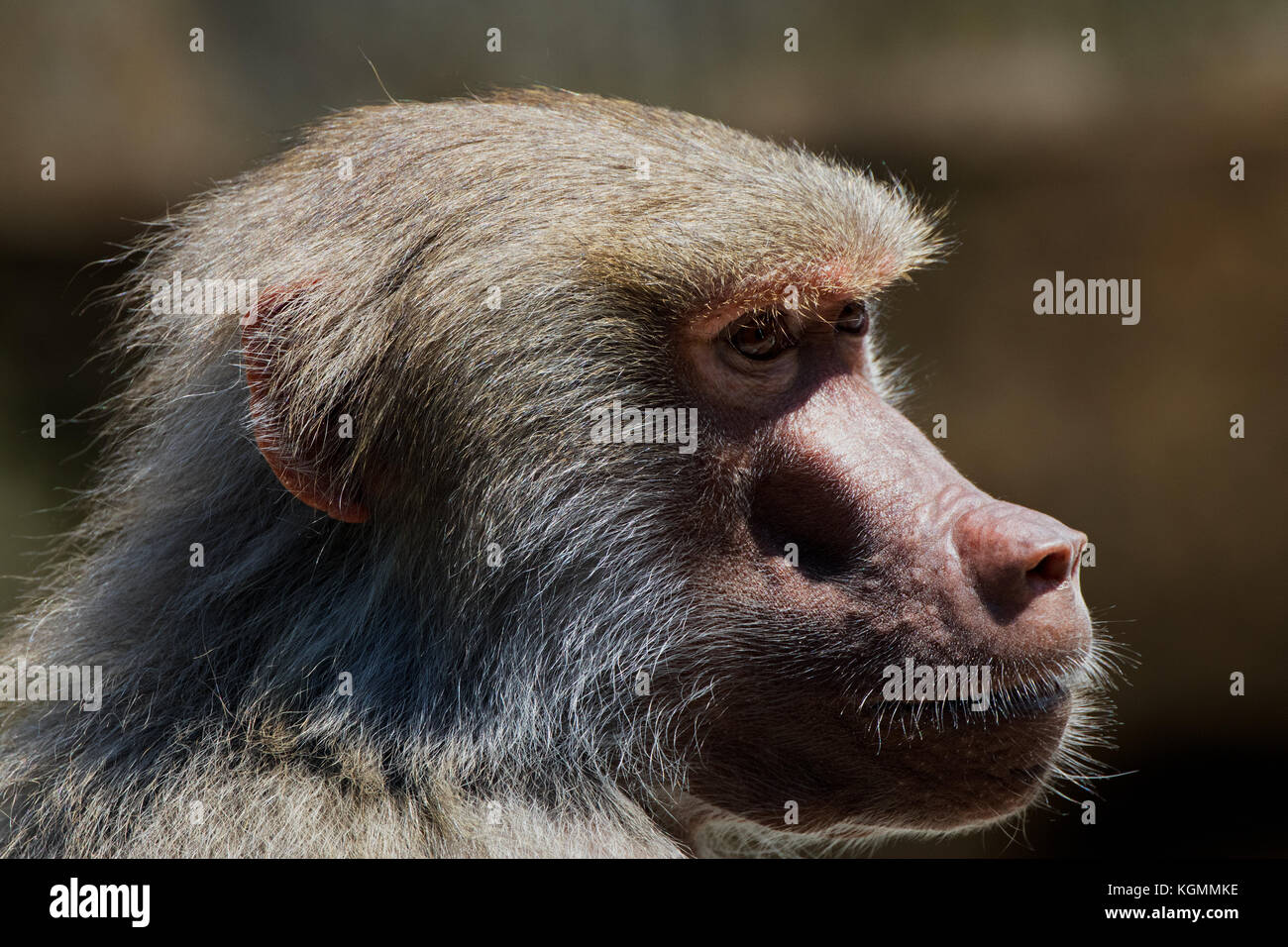 Baboon 2 Munich Zoo Series Stock Photo - Alamy