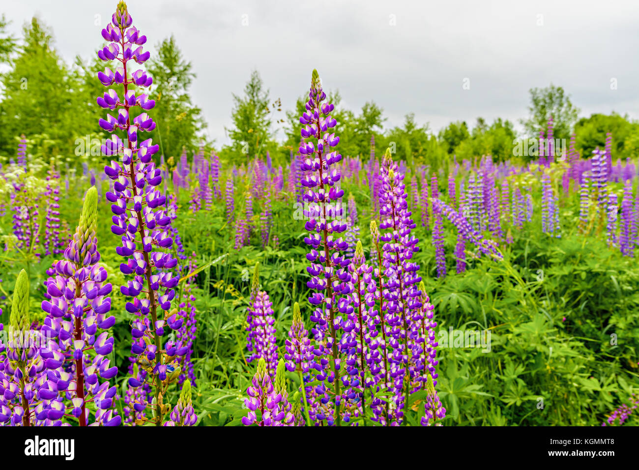 Paysage floral hi-res stock photography and images - Alamy