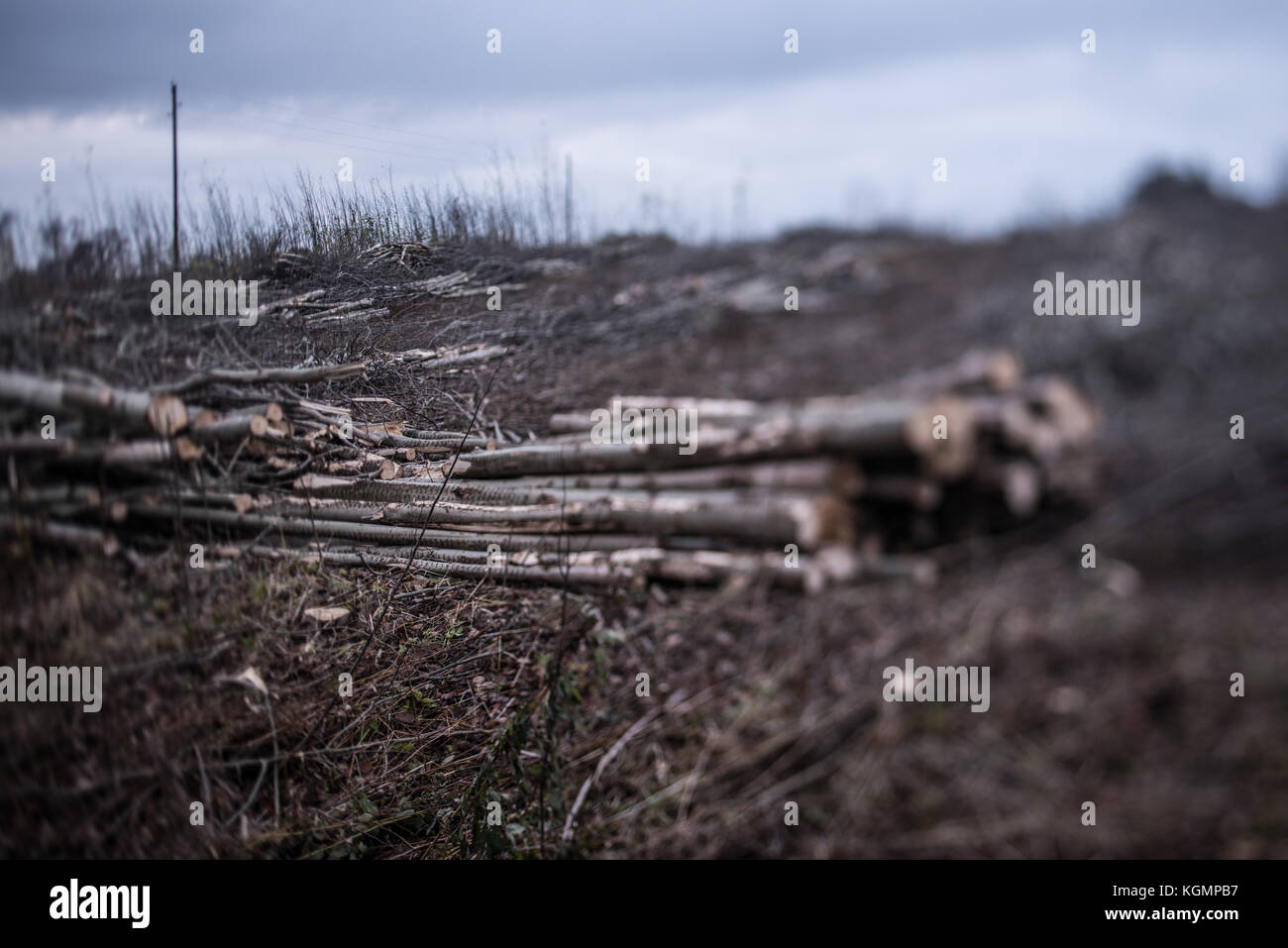 Deforestation in Sweden Stock Photo - Alamy