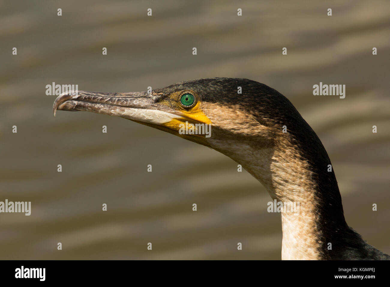 White-breasted cormorant (Phalacrocorax lucidus). Awassa Lake, Ethiopia ...