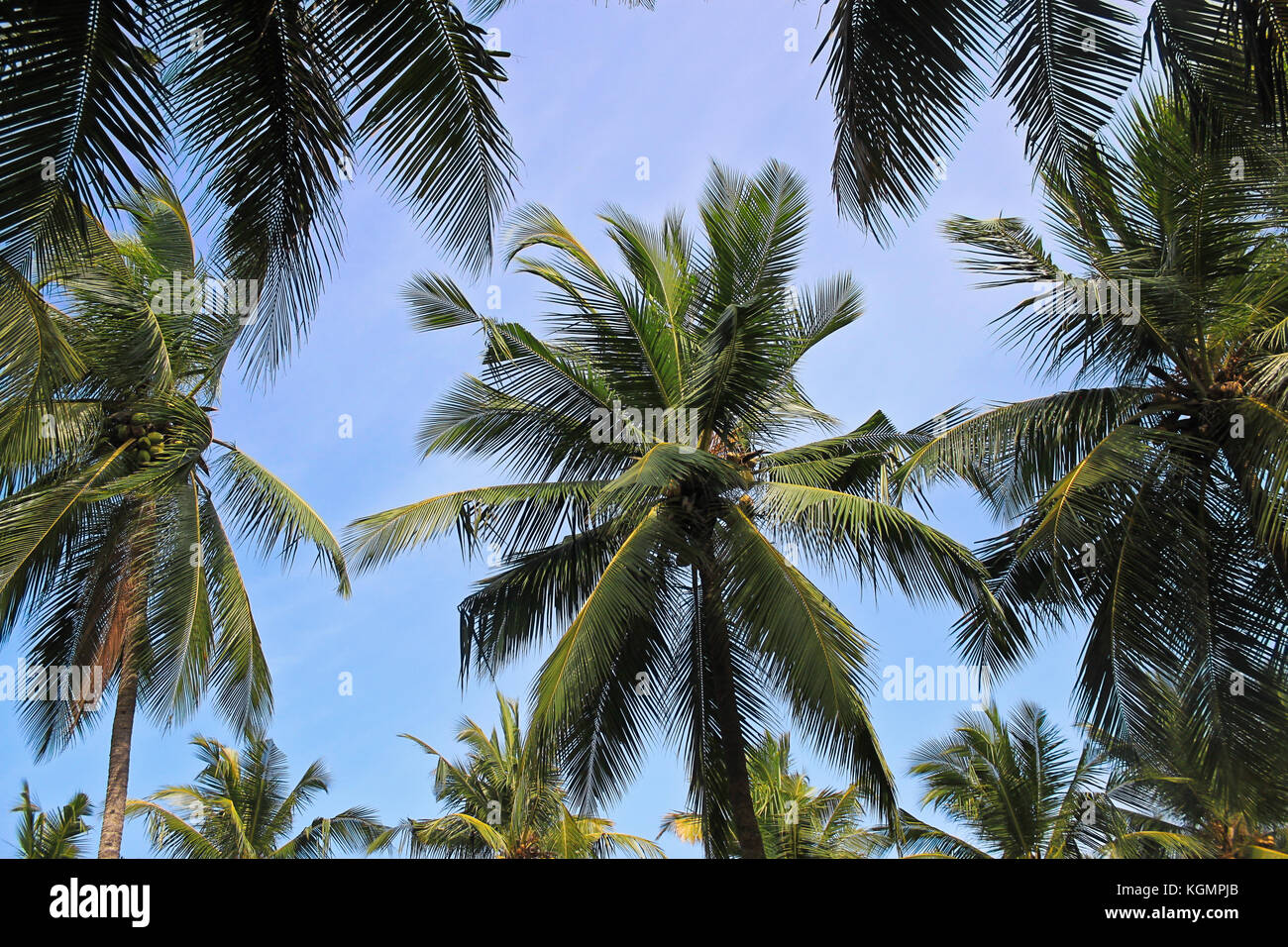Palm trees in Colombo, Sri Lanka, view from bottom Stock Photo - Alamy