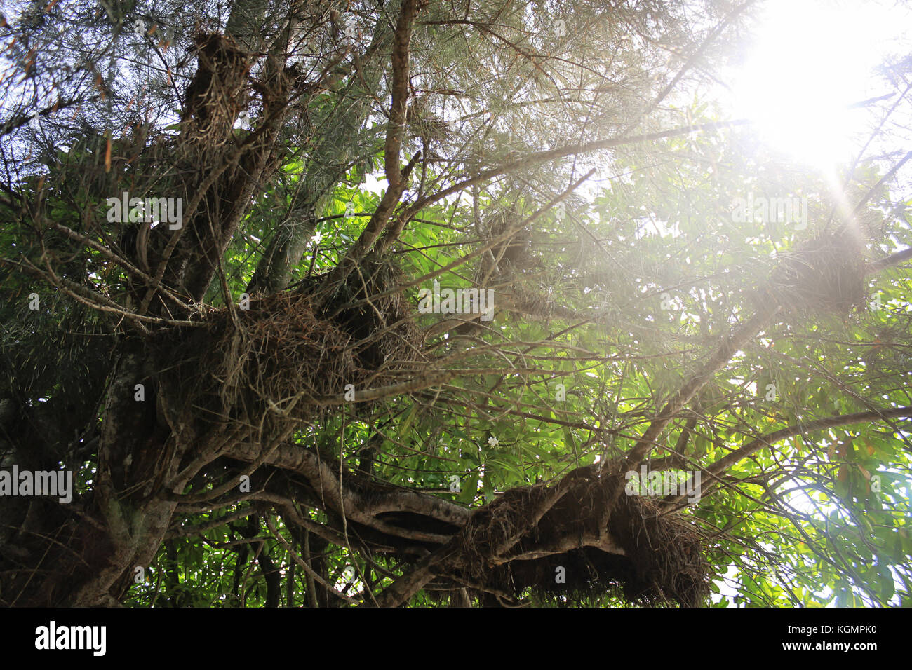 Tree in a sunshine taken in Colombo, Sri Lanka Stock Photo - Alamy