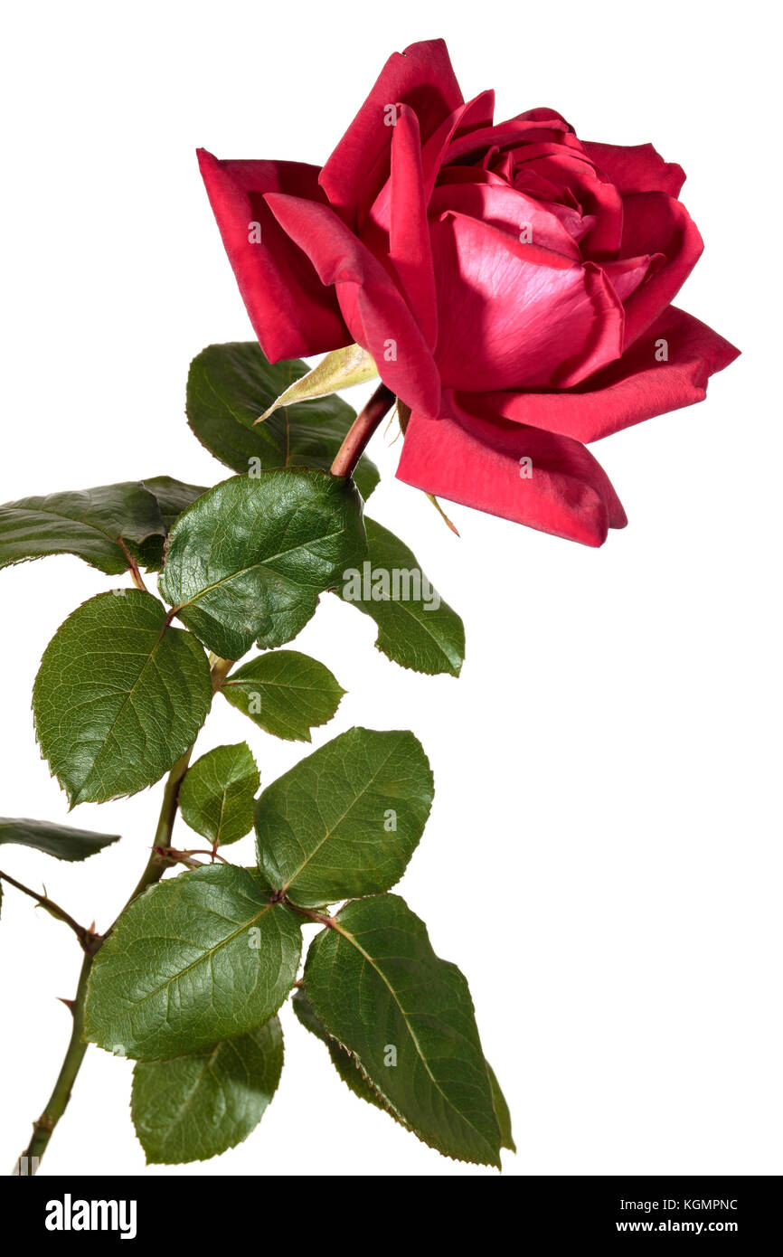 Single rose isolated on a white background Stock Photo - Alamy
