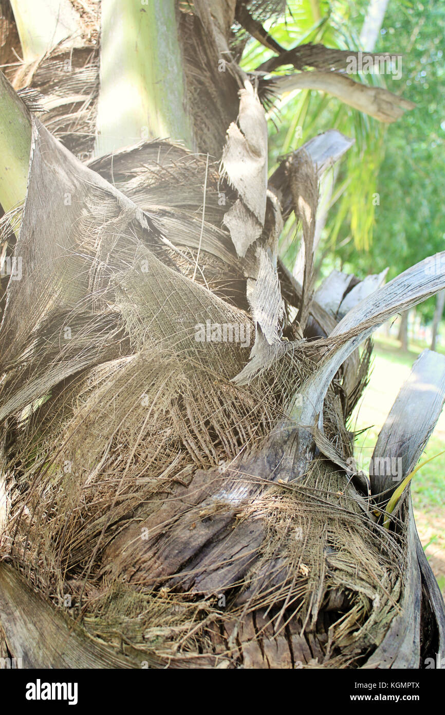 Coconut bark sri lanka hi-res stock photography and images - Alamy