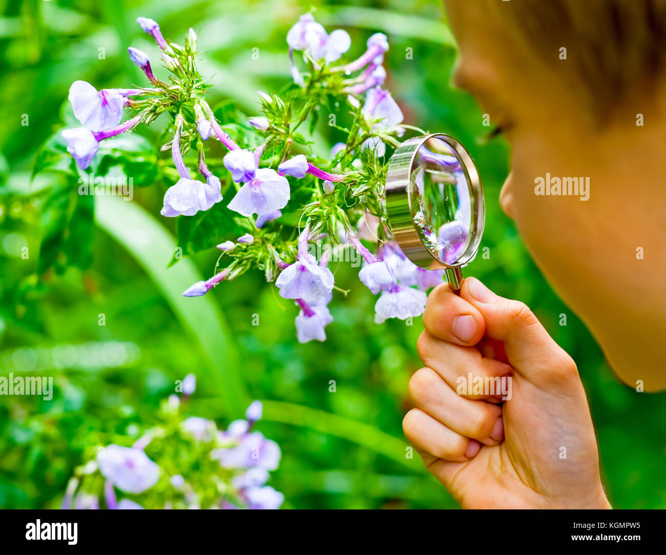 Young boy looking at flower through hand magnifier, shallow DOF Stock ...