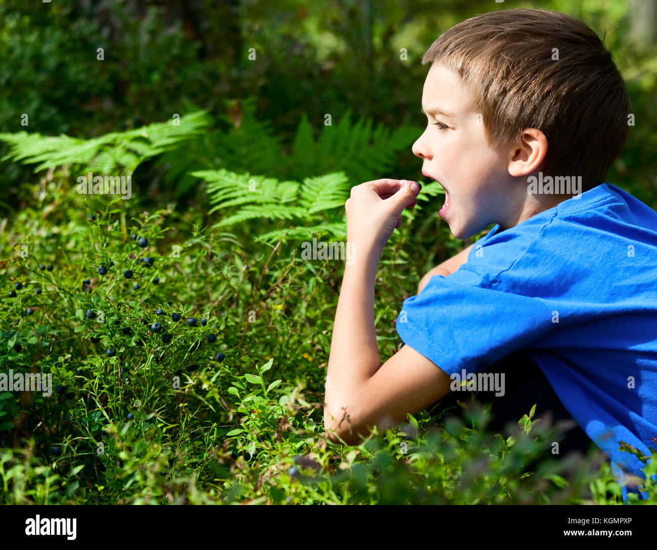 Young boy eating blueberries in a summer forest Stock Photo - Alamy