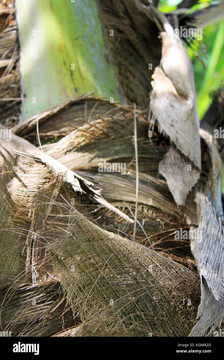Close-up photo of palm tree trunk taken in Colombo, Sri Lanka Stock ...