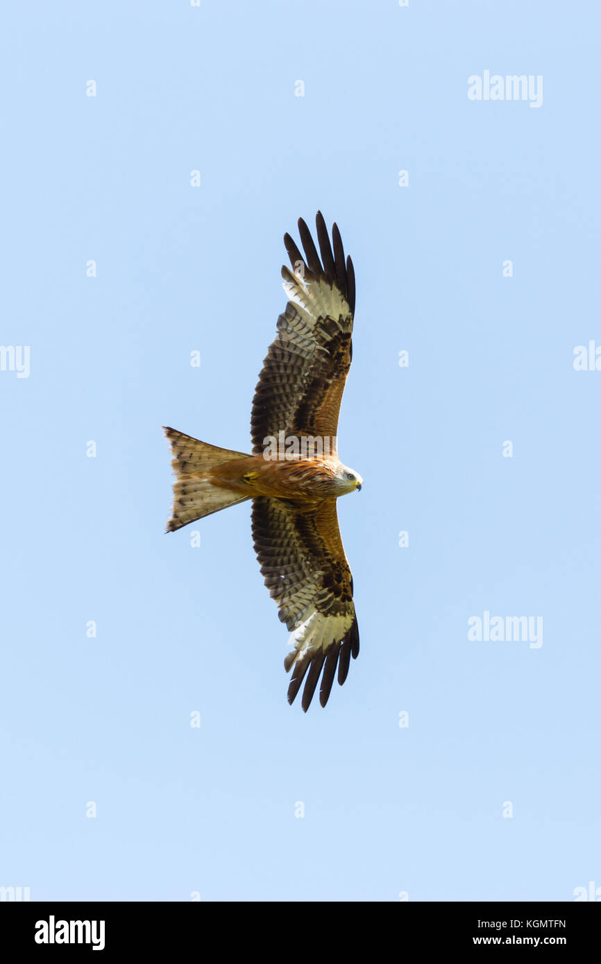 Raptor bird hi-res stock photography and images - Alamy