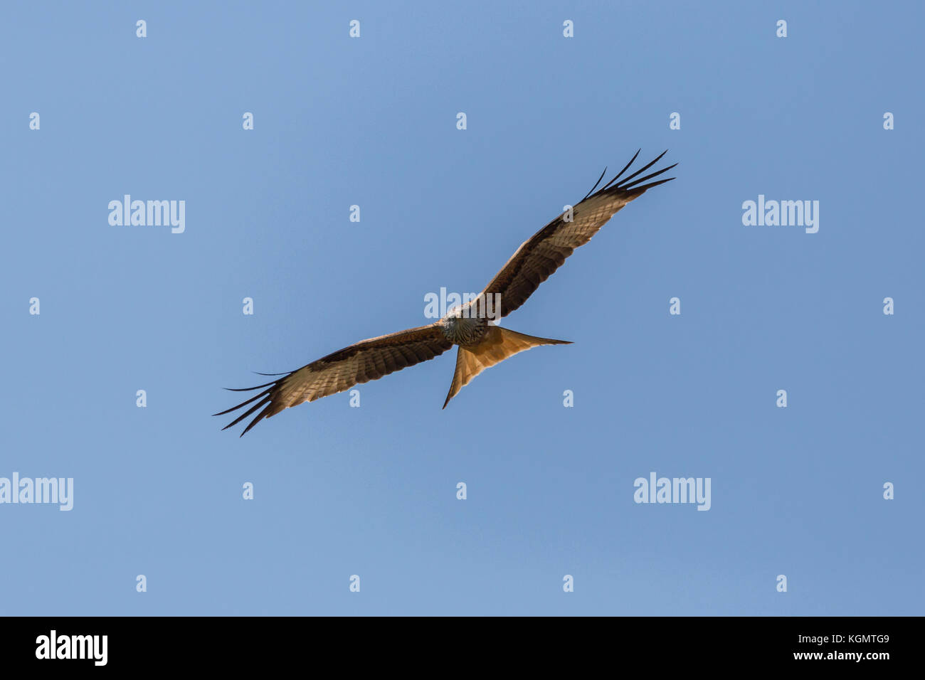 front view flying red kite (milvus milvus) raptor bird spread wings ...