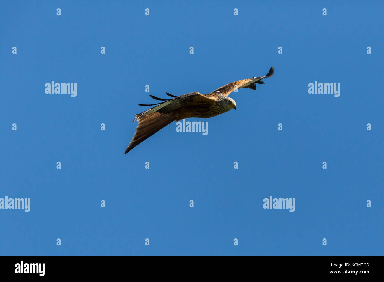 side view flying natural red kite (milvus milvus) raptor bird, blue sky ...