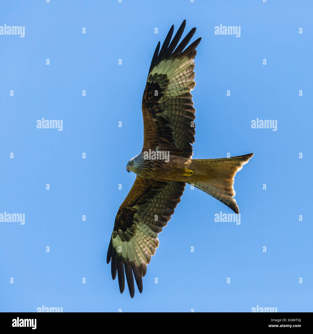 portrait natural flying red kite (milvus milvus) raptor bird in blue ...