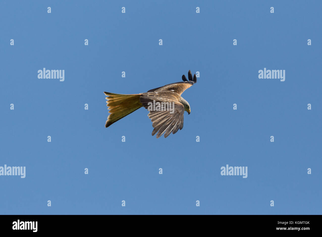 side view natural flying red kite (milvus milvus) raptor bird in blue ...