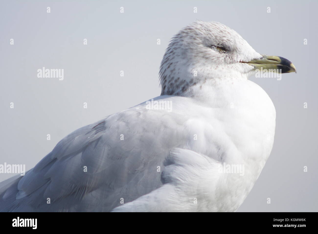 Sleeping seagull hi-res stock photography and images - Alamy
