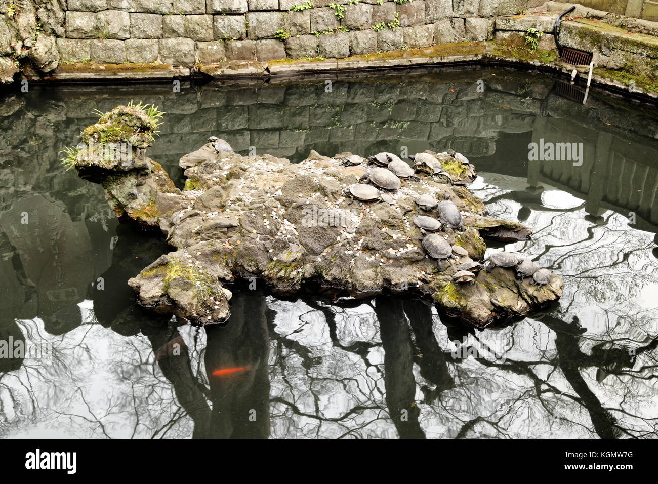 Turtles sitting on a rock in Naritasan Temple, Narita, Japan Stock ...