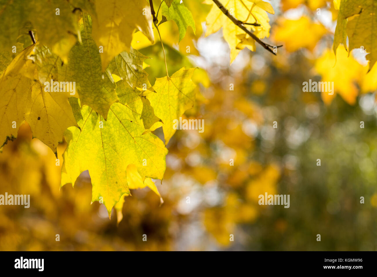 Beautiful autumn background with golden maple leaves in the city park ...