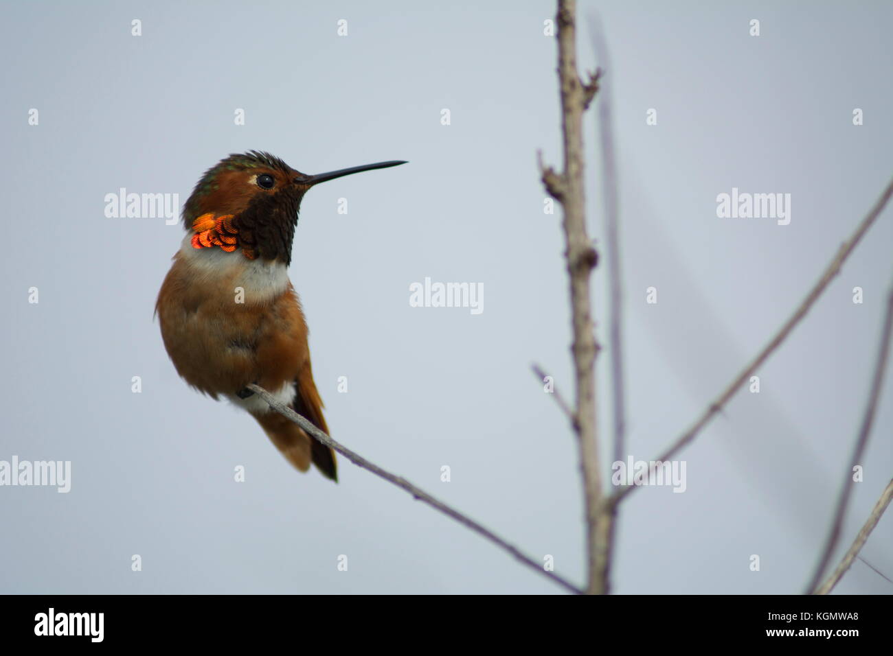 This male Allen's Hummingbird was unusually willing to pose for photos ...