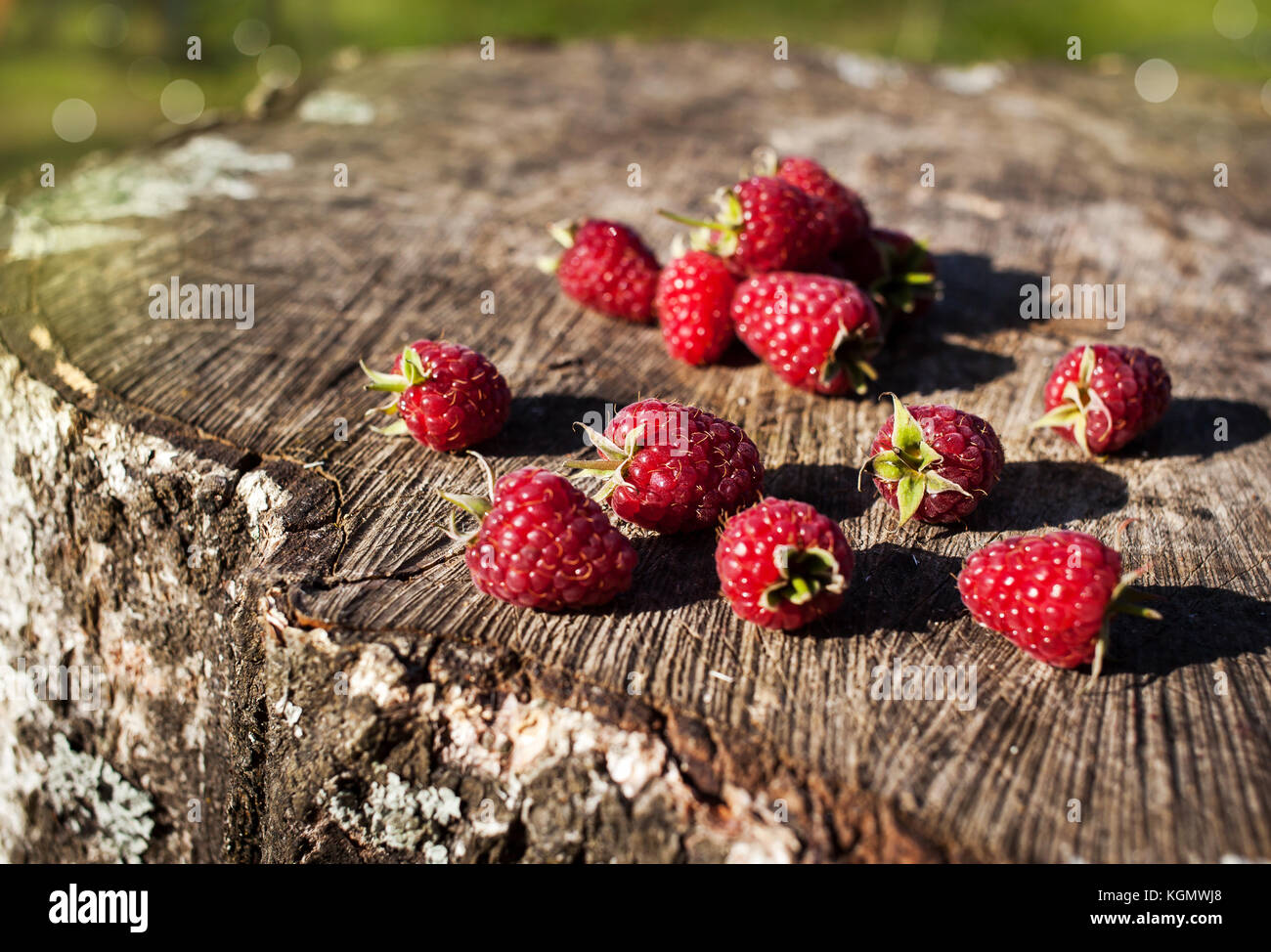Fresh ripe raspberries on stump in summer garden Stock Photo - Alamy