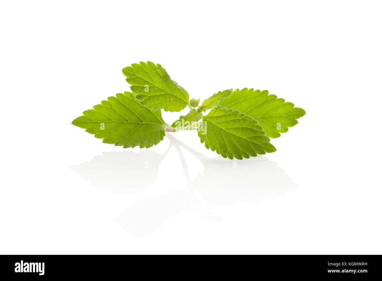 Fresh Aztec sweet herb Lippia Dulcis isolated on white background ...