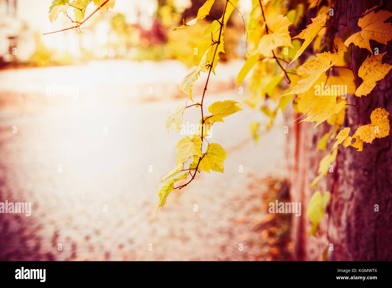Autumn nature background with yellow fall leaves Stock Photo - Alamy