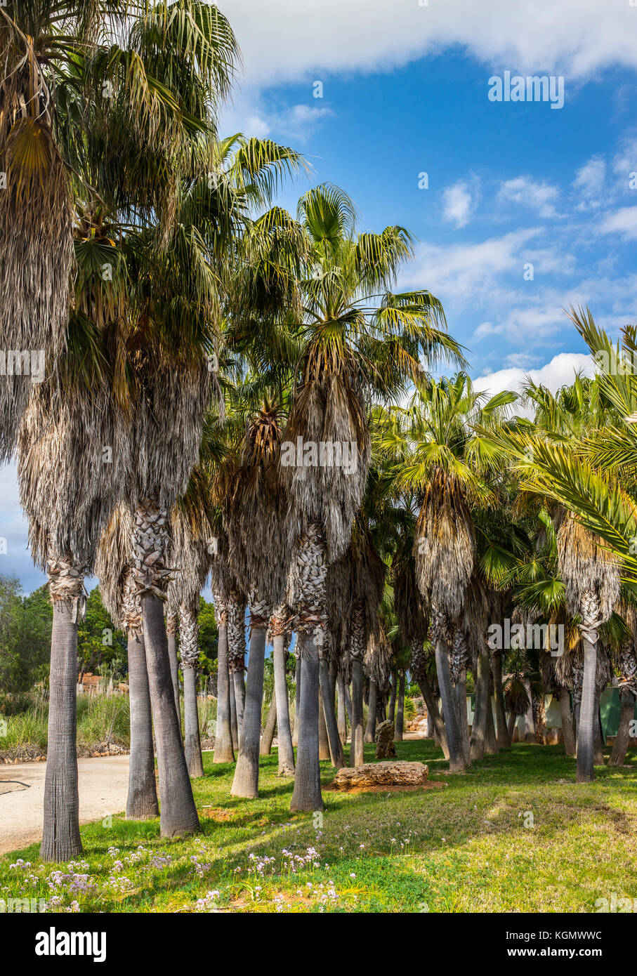 Perfect palm trees hi-res stock photography and images - Alamy