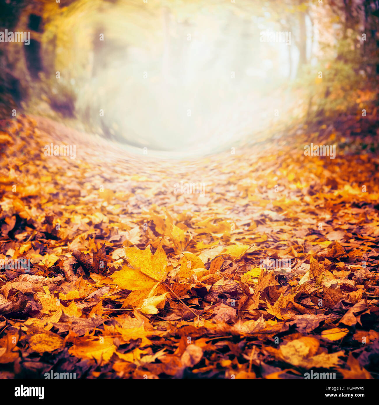 Autumn nature background with colorful fallen leaves, fall nature ...