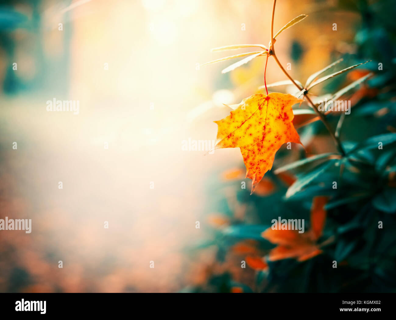 Autumn leaves in garden or park, fall outdoor nature background Stock ...