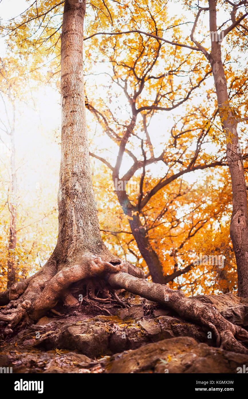 Big tree with free open roots in autumn park or forest Stock Photo - Alamy