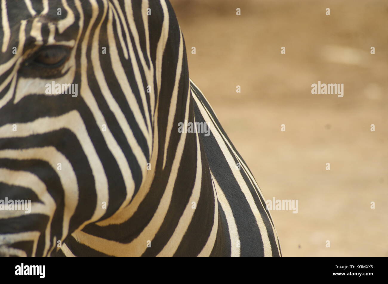 Zoo Joya Grande: A Must-Visit Destination For Wildlife Enthusiasts